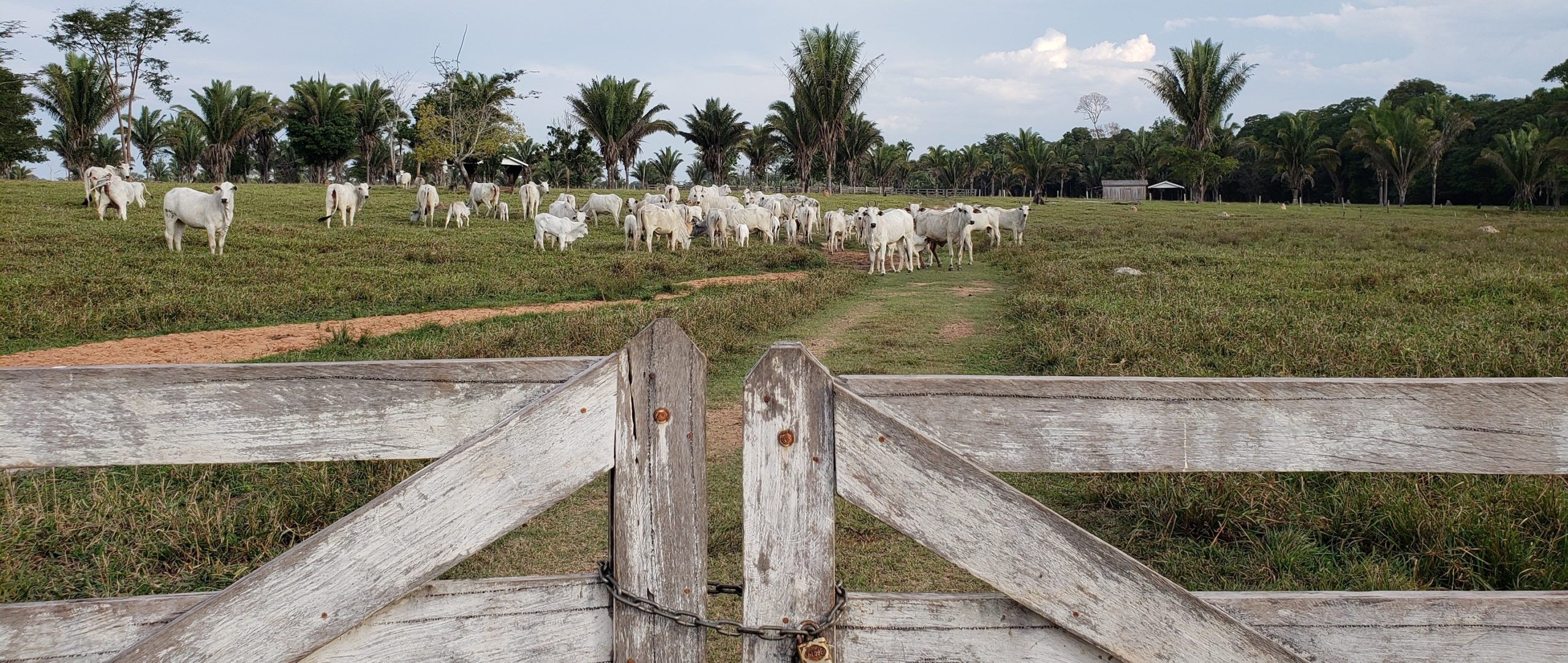 Cattle Ranchers Amazon