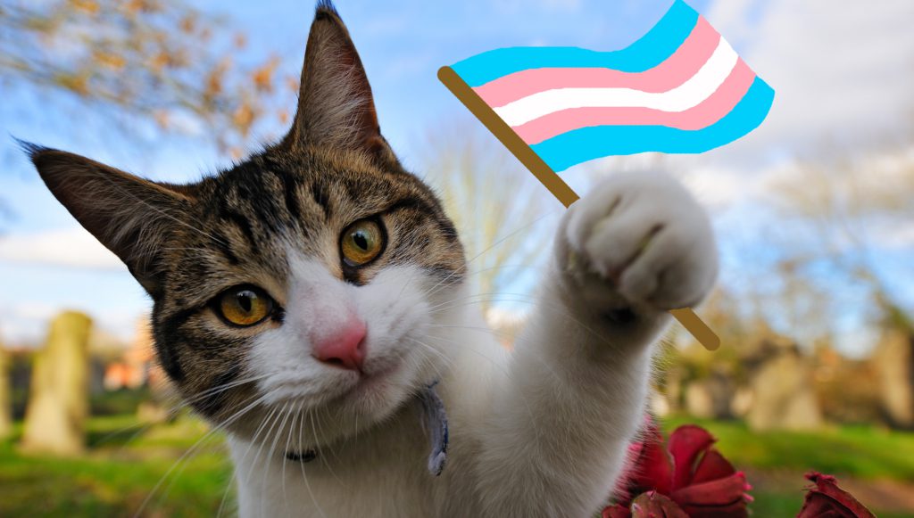 Transgender in China explained in 8 cat memes - Amnesty International